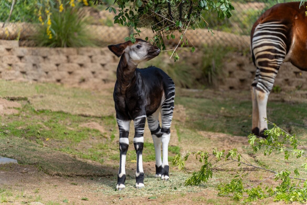 Nace cría de Okapi en el Safari Park | Kiosko Magazine