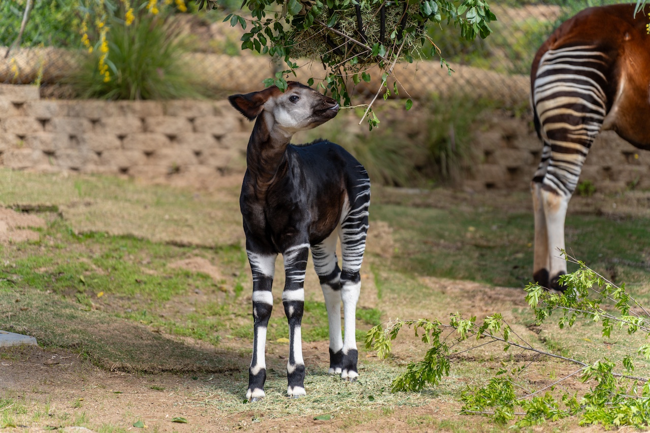 Nace cría de Okapi en el Safari Park | Kiosko Magazine