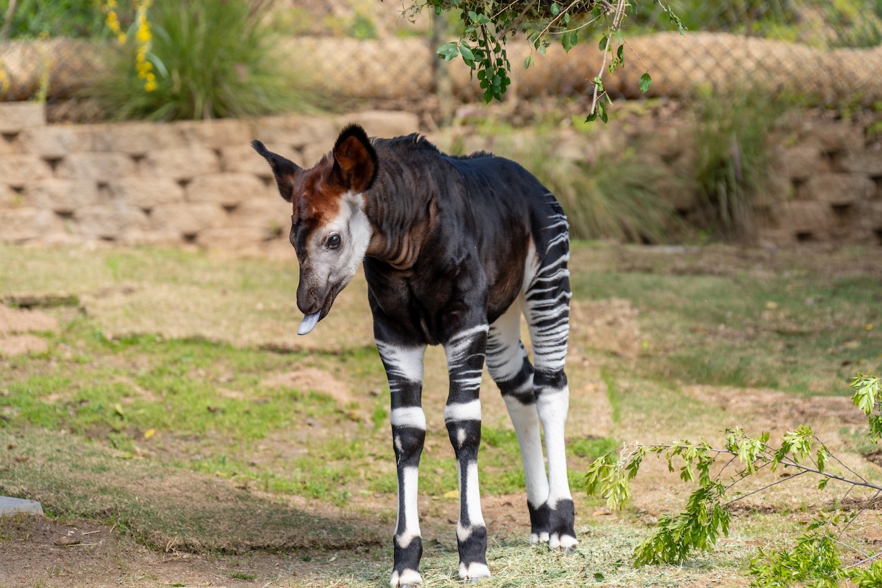 Nace cría de Okapi en el Safari Park | Kiosko Magazine